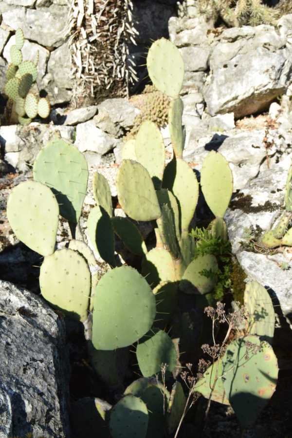 Opuntia Cacanapa 'Ellisiana' "5" | Jardin exotique de cosy home